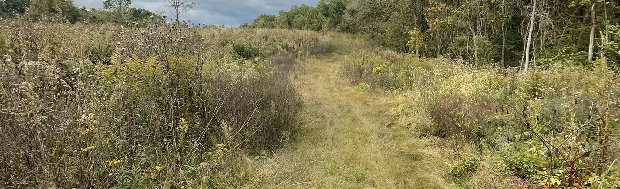 Stemler Cave Woods Interpretive Long Trail, Illinois - 394 Reviews, Map ...