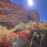 Honaker Trail, Utah - 94 Reviews, Map | AllTrails