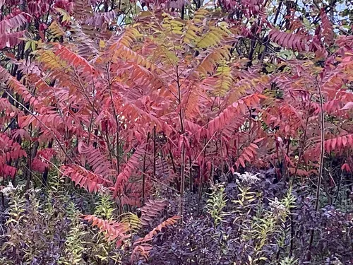 Best Hikes and Trails in Freedom Hill County Park | AllTrails