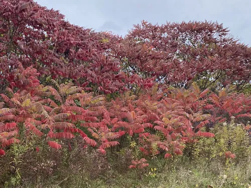 Best Hikes and Trails in Freedom Hill County Park | AllTrails