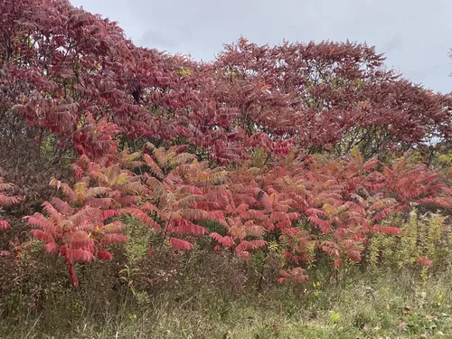 Best Hikes and Trails in Freedom Hill County Park | AllTrails