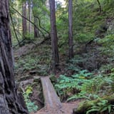 Bootjack Loop, California - 1,698 Reviews, Map | AllTrails