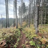 Angels Rest to Devil's Rest Loop Trail, Oregon - 1,219 Reviews, Map ...