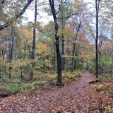 Wolf Rocks Trail, Pennsylvania - 1,220 Reviews, Map | AllTrails