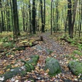 Wolf Rocks Trail, Pennsylvania - 1,220 Reviews, Map | AllTrails