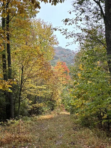 Best Hikes and Trails in Bald Mountain Creek Preserve | AllTrails