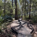 Palm Jungle Loop Track, New South Wales, Australia - 339 Reviews, Map ...