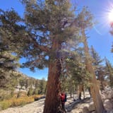 Chicken Spring Lake via Cottonwood Pass Trail, California - 434 Reviews ...