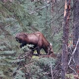 Bald Hills Loop, Alberta, Canada - 1,224 Reviews, Map | AllTrails