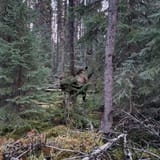 Bald Hills Loop, Alberta, Canada - 1,224 Reviews, Map | AllTrails