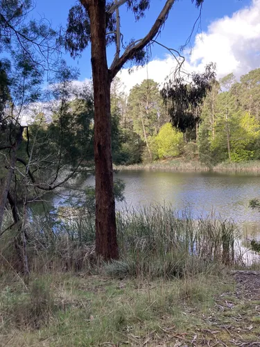10 Best Hikes and Trails in Creswick State Forest | AllTrails