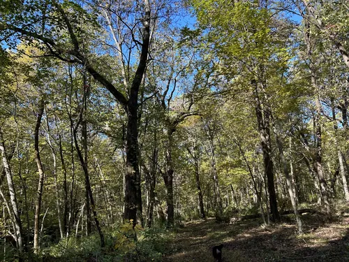 Best Hikes and Trails in Frytown Conservation Area | AllTrails