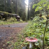 Enchanted Valley Chalet via East Fork Quinault River Trail, Washington ...