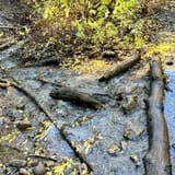 Tibble Fork Loop Trail, Utah - 734 Reviews, Map | AllTrails