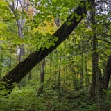 Sable Falls Trail, Michigan - 538 Reviews, Map | AllTrails
