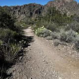 Basin Loop Trail, Texas - 931 Reviews, Map | AllTrails