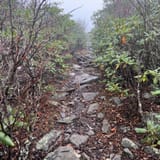 Massie Gap and Wilburn Ridge Loop, Virginia - 880 Reviews, Map | AllTrails