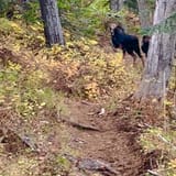 Blacktail Mountain Trail, Idaho - 53 Reviews, Map | AllTrails