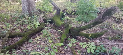 Best Hikes and Trails in Oakdale Nature Preserve | AllTrails