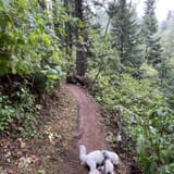 Natural Bridges Viewpoint Trail, Oregon - 603 Reviews, Map | AllTrails