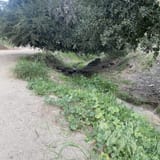 Brush Canyon Trail and Mount Bell Loop, California - 374 Reviews, Map ...