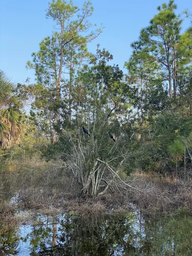 Best Hikes and Trails in Pop Ash Creek Preserve | AllTrails