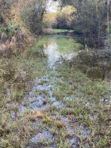Best Hikes and Trails in Pop Ash Creek Preserve | AllTrails