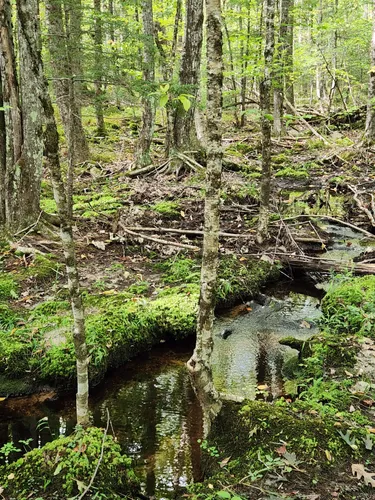 Best Hikes and Trails in Googins Woods Preserve | AllTrails