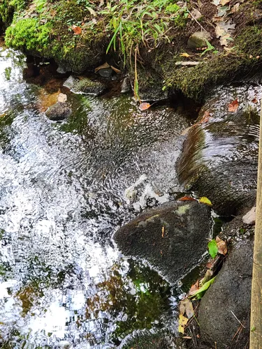 Best Hikes and Trails in Googins Woods Preserve | AllTrails