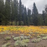 Whits Lakes Spring, Montana - 142 Reviews, Map | AllTrails