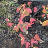 Whits Lakes Spring, Montana - 142 Reviews, Map | AllTrails