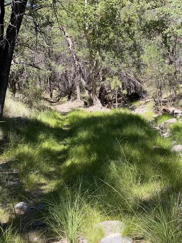 2023 Best Forest Trails in Elgin | AllTrails