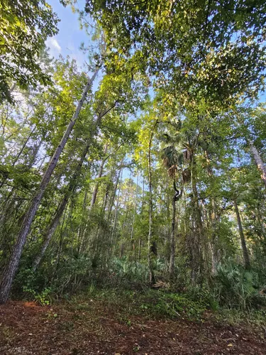 Best Hikes and Trails in Graham Swamp Conservation Area | AllTrails