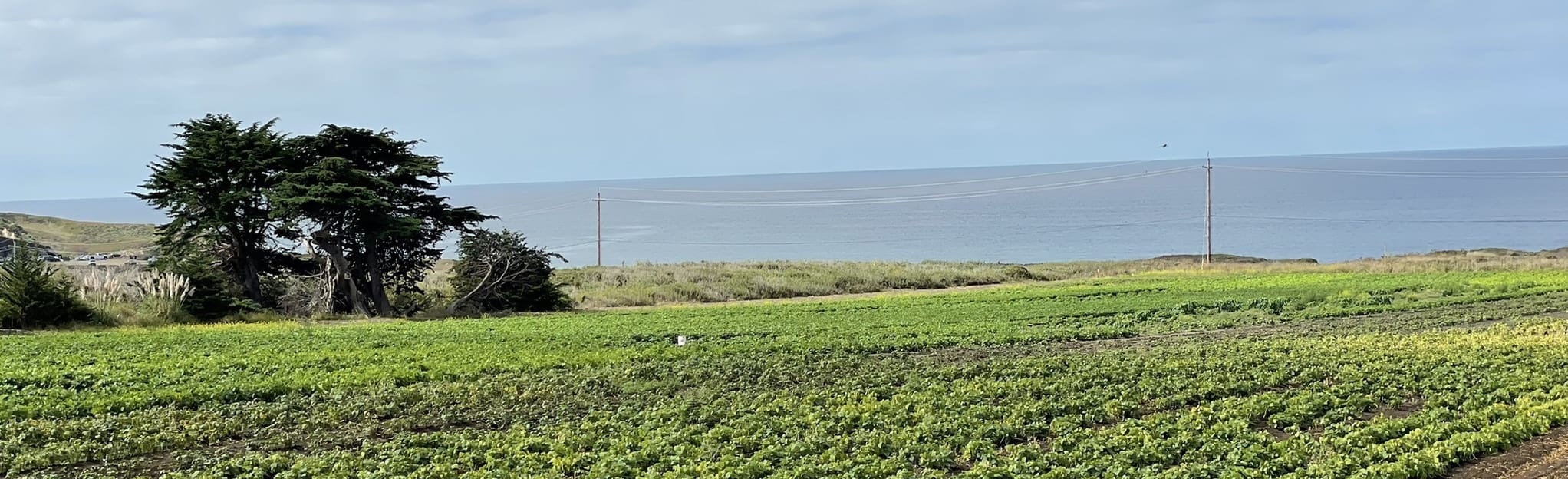 Ocean View Loop, California - 30 Reviews, Map | AllTrails