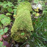 Grout Pond Trail, Vermont - 298 Reviews, Map | AllTrails