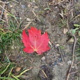 Grout Pond Trail, Vermont - 298 Reviews, Map | AllTrails