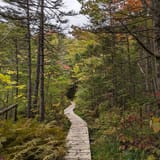 Grout Pond Trail, Vermont - 298 Reviews, Map | AllTrails