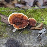 Grout Pond Trail, Vermont - 298 Reviews, Map | AllTrails