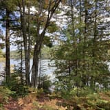 Beaver Lake Loop, Michigan - 125 Reviews, Map | AllTrails