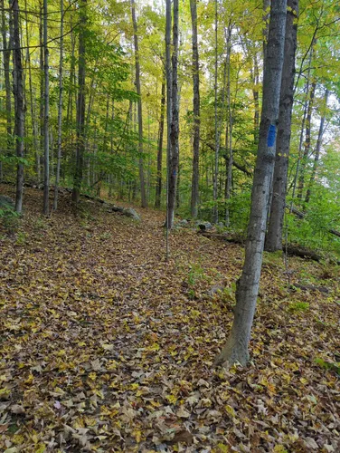 2023 Best Views Trails in Westford | AllTrails