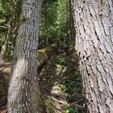 Spider Lake Trail, Washington - 240 Reviews, Map | AllTrails