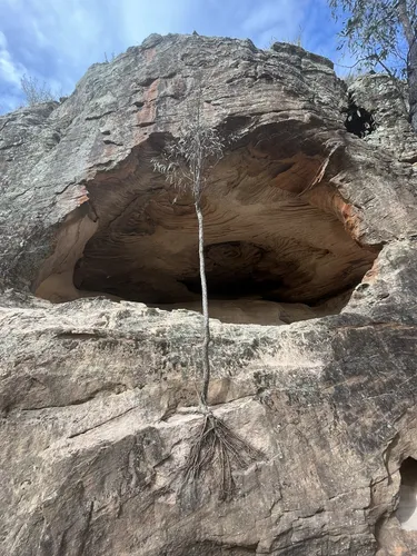 Best Hikes and Trails in Pilliga National Park | AllTrails