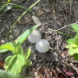 Brevard Zoo Linear Park Trail, Florida - 831 Reviews, Map | AllTrails