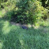 Brevard Zoo Linear Park Trail, Florida - 831 Reviews, Map | AllTrails