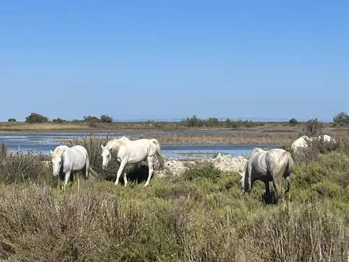 Regionaler Naturpark Camargue: Die besten Radwanderwege | AllTrails