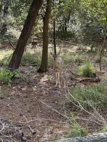 Best Hikes and Trails in Addicks Reservoir | AllTrails