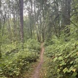 Maple and Wildwood Trail Loop, Oregon - 745 Reviews, Map | AllTrails