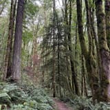 Maple and Wildwood Trail Loop, Oregon - 745 Reviews, Map | AllTrails