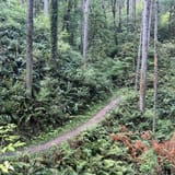 Maple and Wildwood Trail Loop, Oregon - 745 Reviews, Map | AllTrails