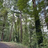Maple and Wildwood Trail Loop, Oregon - 745 Reviews, Map | AllTrails